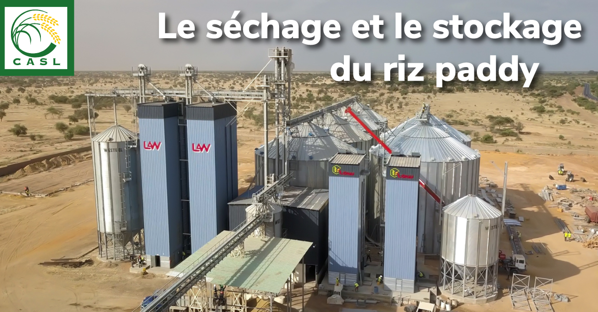 Les processus de Séchage et Stockage du riz paddy.